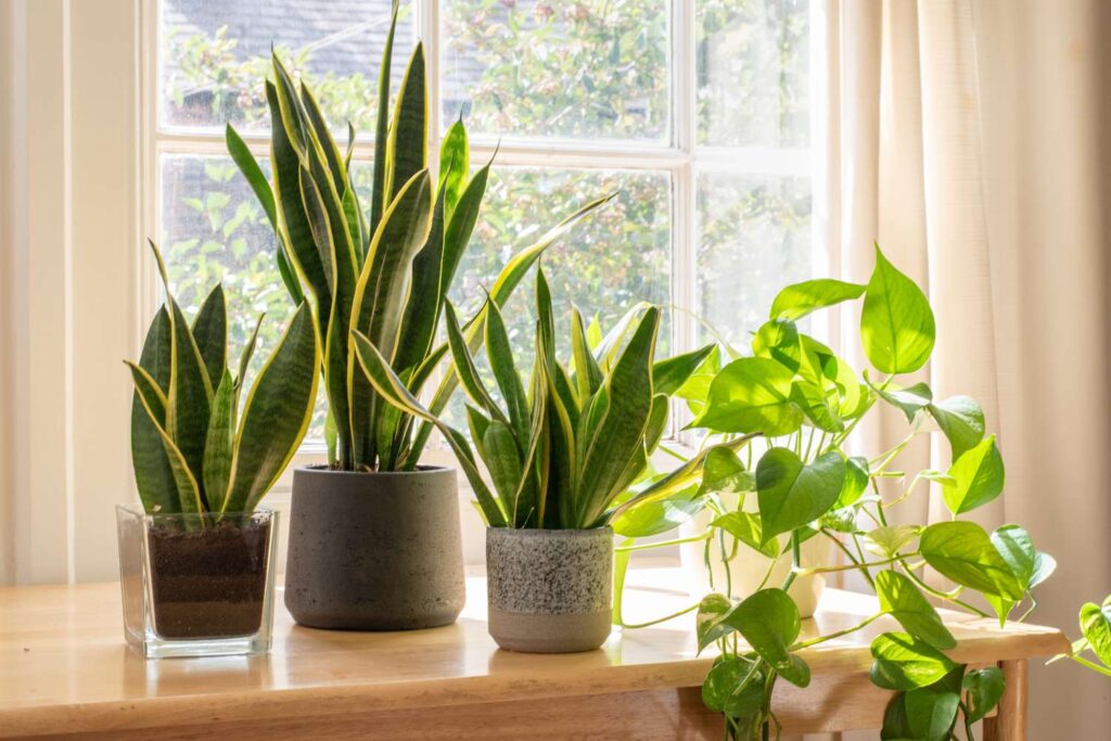 35 Types of Snake Plant Varieties to Grow Indoors | Best Sansevierias ...
